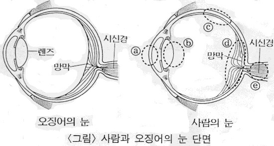 눈의 구조와 진화과정에서 생겨난 눈인간의 불합리적 구조형성과 그 구조형성의 이유 네이버 블로그