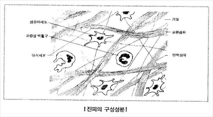건강한두피모발 트리콜로지스트가 알아야 할 두피구조 진피피부면역 네이버 블로그