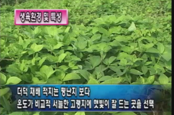 더덕 재배기술 기초1 네이버 블로그