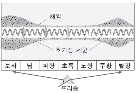 엥겔만의 해캄과 호기성 세균에 대한 실험1883년 네이버 블로그