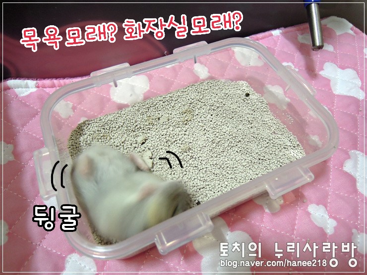 햄스터 화장실 모래 소변 가리기 네이버 블로그