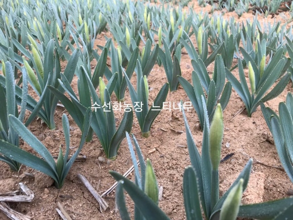 종료 2020 수선화 구근 판매 수선화농장 느티나무 네이버 블로그