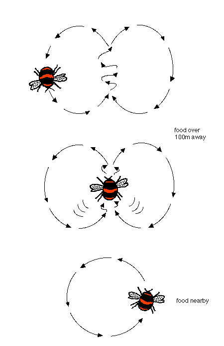 꿀벌의 춤, 꿀벌춤언어 honey bee dance language 1663 : 네이버 블로그