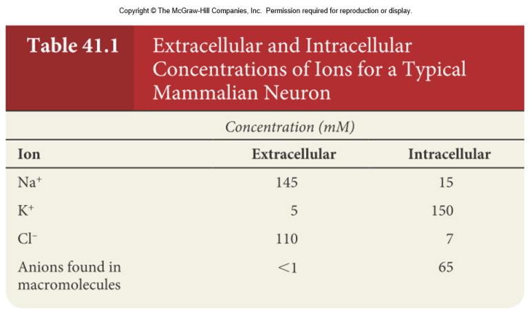 [대학교 일반생물학] 뉴런(neuron)/신경교세포(glia)/막전위(membrane potential)/휴지전위(resting ...